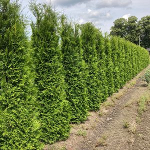 Coniferen - PlantKraan